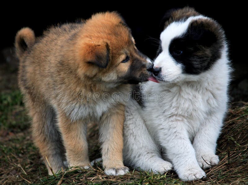 Perritos foto de archivo. Imagen de perritos, perro, cubos - 3445792