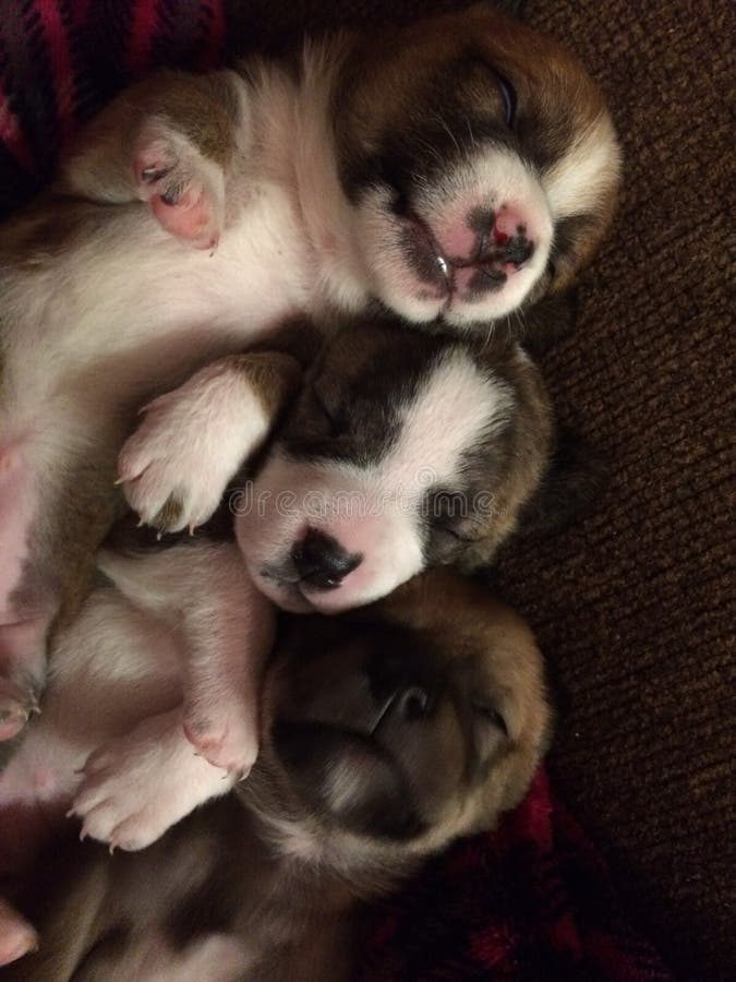 Perritos adorables imagen de archivo. Imagen de adorable - 129091475