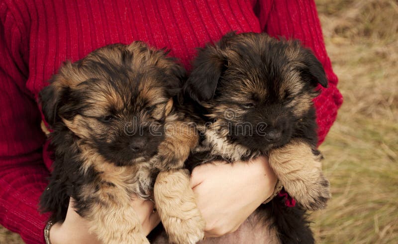Perritos adorables imagen de archivo. Imagen de animal - 29005871