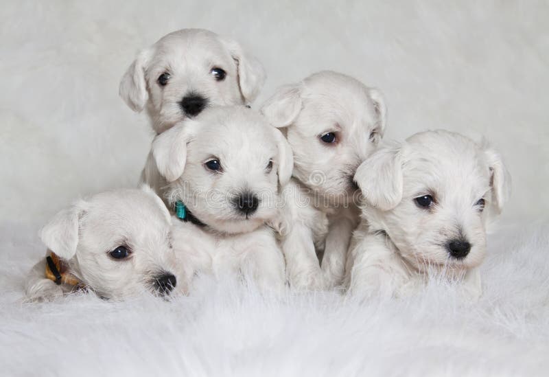 Cachorros adorables foto de archivo. Imagen de lindo - 41342190
