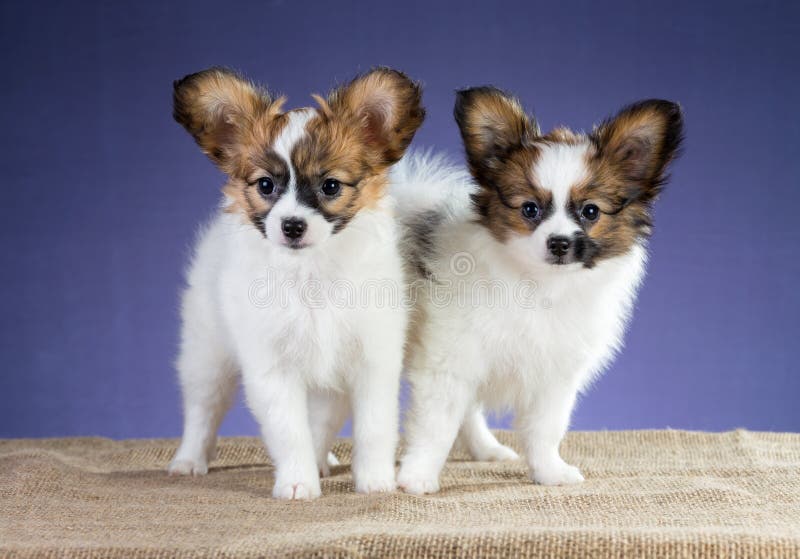 Perritos Adorables De La Raza Papillon Imagen de archivo - Imagen de ...