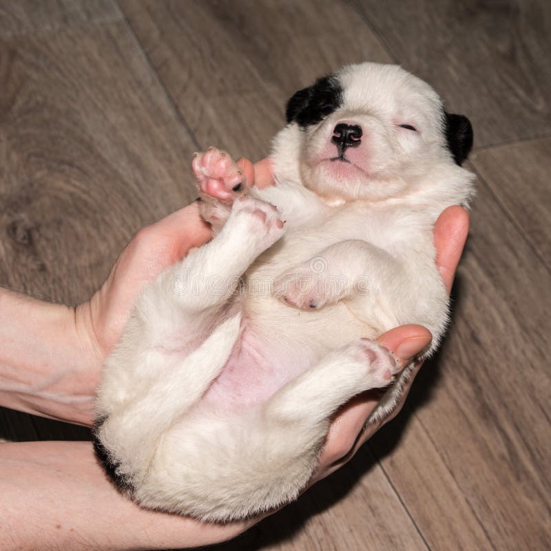 Perritos Negros Muy Lindos Perritos Hermosos Foto de archivo - Imagen ...
