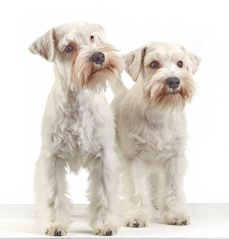 Perritos Blancos Del Schnauzer Foto de archivo - Imagen de hermoso ...