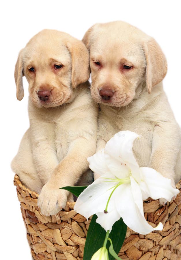 Perrito con una flor. imagen de archivo. Imagen de labrador - 8257643