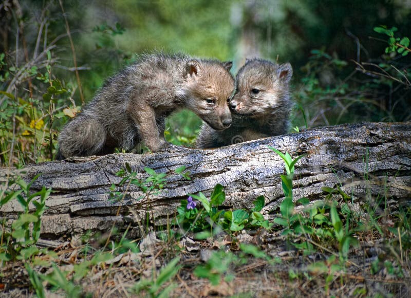 Perritos de lobo foto de archivo. Imagen de cubo, salvaje - 30483712