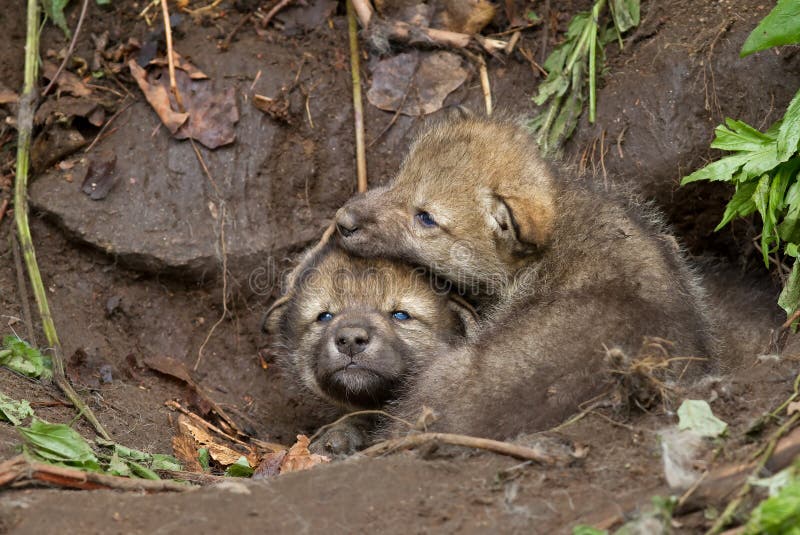 Perritos de lobo de madera foto de archivo. Imagen de lobos - 83187042