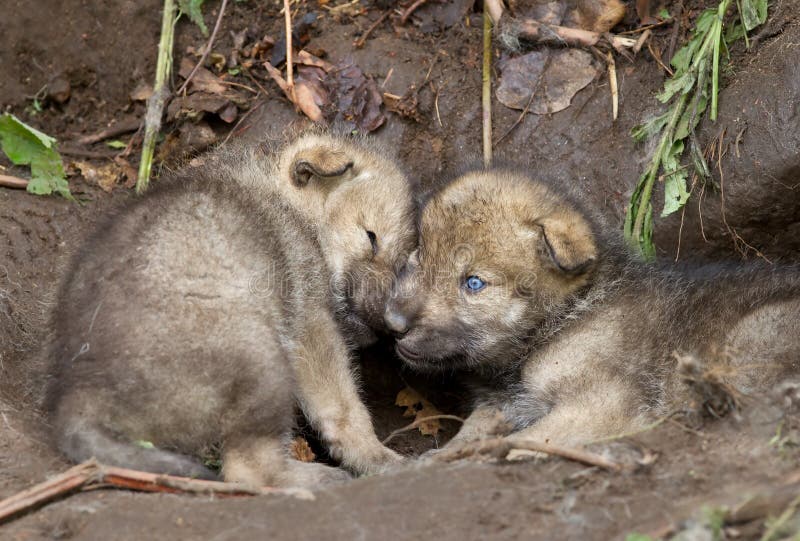 Perritos de lobo de madera foto de archivo. Imagen de lupus - 83187374