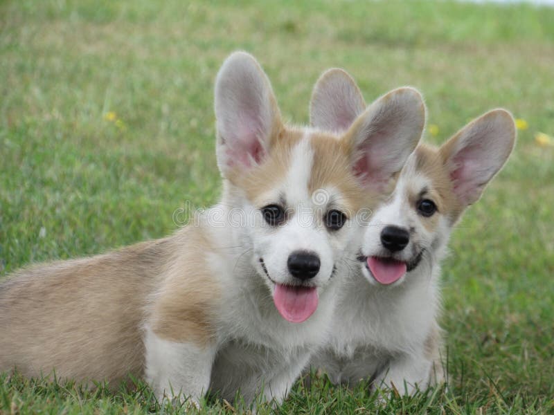 Perritos del Corgi foto de archivo. Imagen de rojo, sonrisa - 102893382