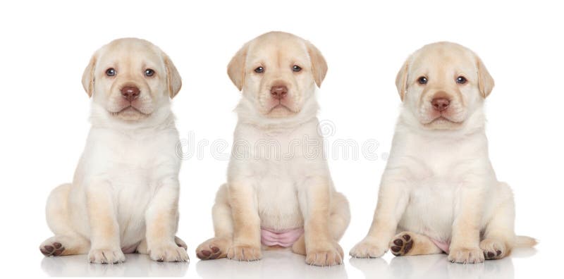 Perritos Del Labrador Retriever Foto de archivo - Imagen de laboratorio ...