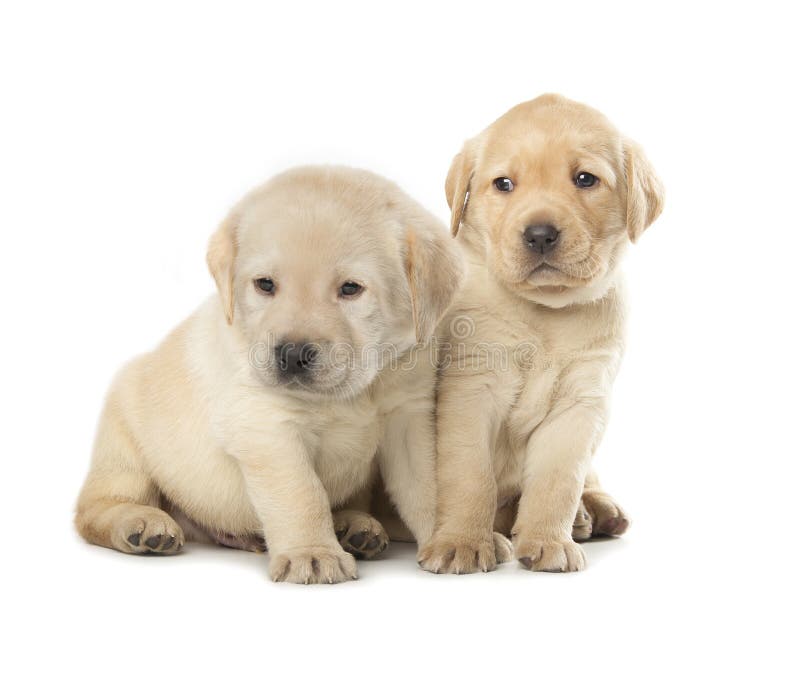 Perritos Del Labrador Retriever Foto de archivo - Imagen de joven ...