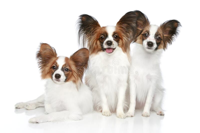 Perritos Del Perro De Papillon Imagen de archivo - Imagen de tres ...