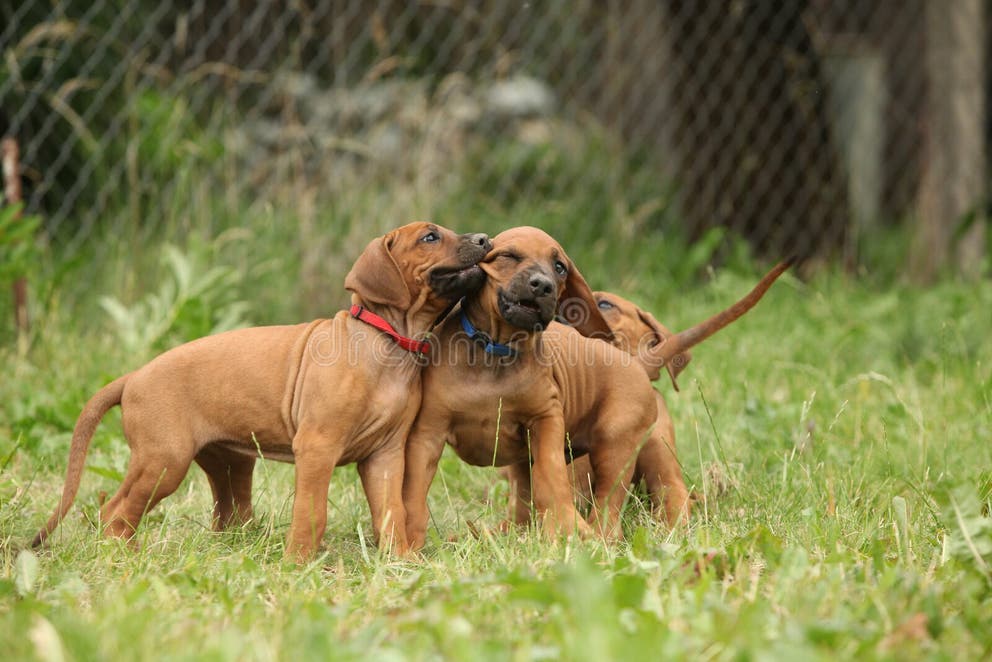 El Jugar De Los Perritos Del Ridgeback De Rhodesian Imagen de archivo ...
