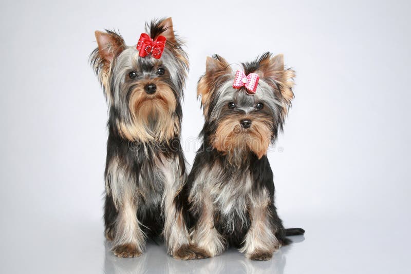 Perritos Del Terrier De Yorkshire En Fondo Gris Foto de archivo ...