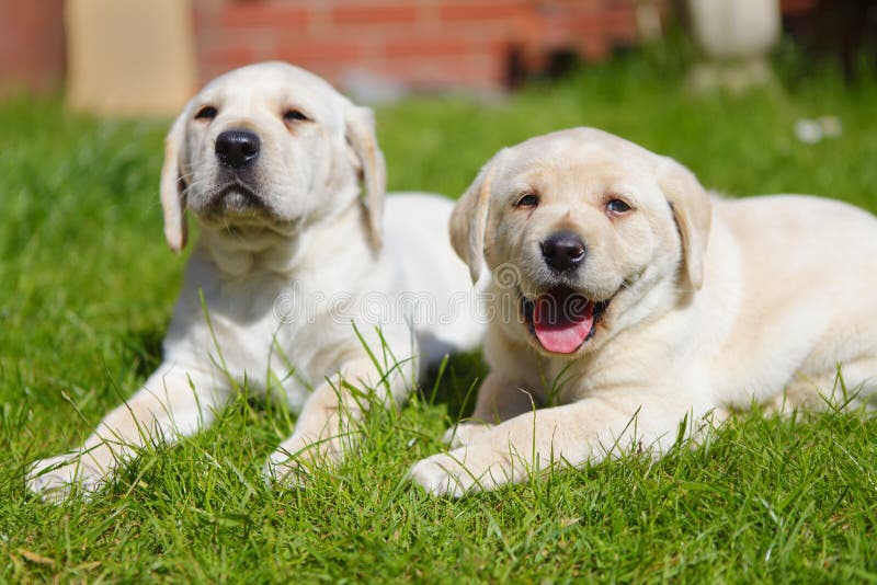 El Jugar De Los Perros De Perrito Imagen de archivo - Imagen de pets ...