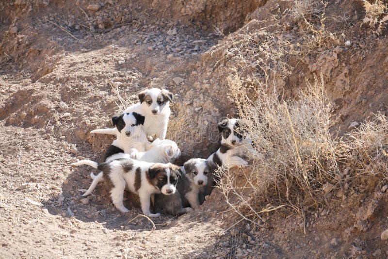Perritos perdidos imagen de archivo. Imagen de madriguera - 3991701