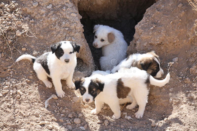 Perritos perdidos imagen de archivo. Imagen de perezoso - 3991703