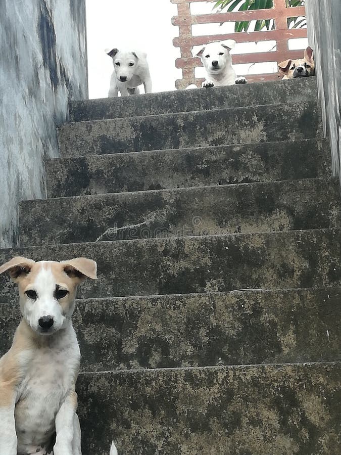 Perritos foto de archivo. Imagen de indio, perros, adorable - 142615834
