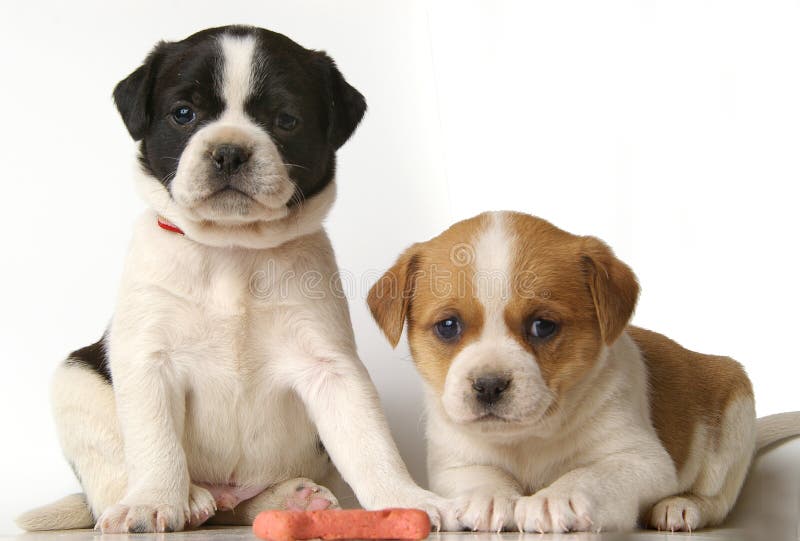 Perritos seriamente lindos foto de archivo. Imagen de mascota - 1290782