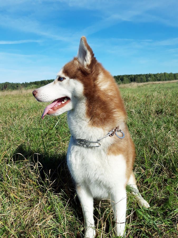 Perro Agachado Fotos De Stock - Download 95 Fotos Libres de Derechos