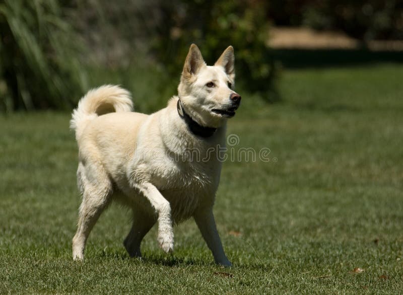 Perro Rubio De Briard En Bosque De La Caída Imagen de archivo - Imagen ...