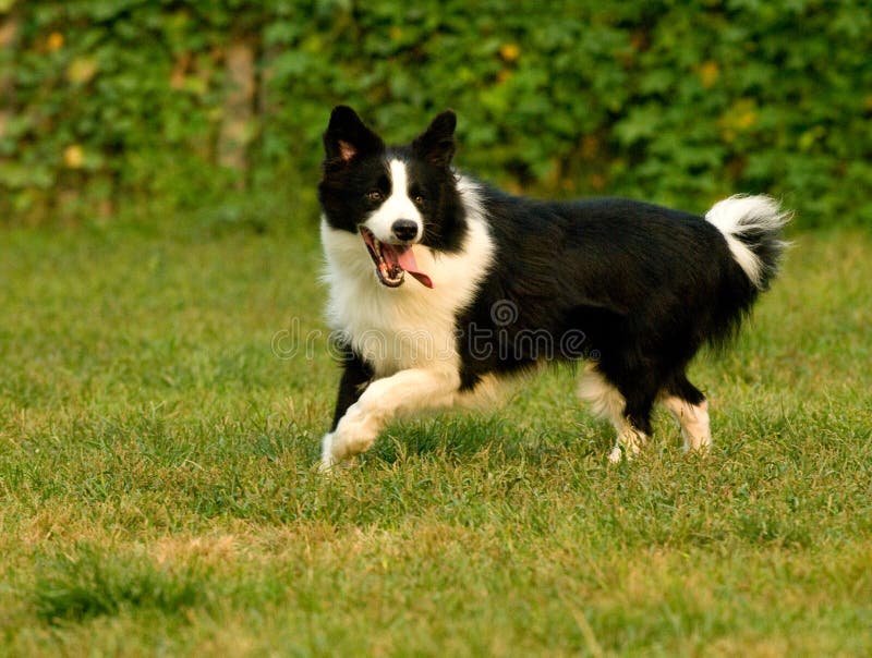 Perro foto de archivo. Imagen de feliz, fatiga, pista - 4722698