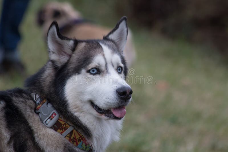 Perro imagen de archivo. Imagen de atento, animal, multicolor - 89903579