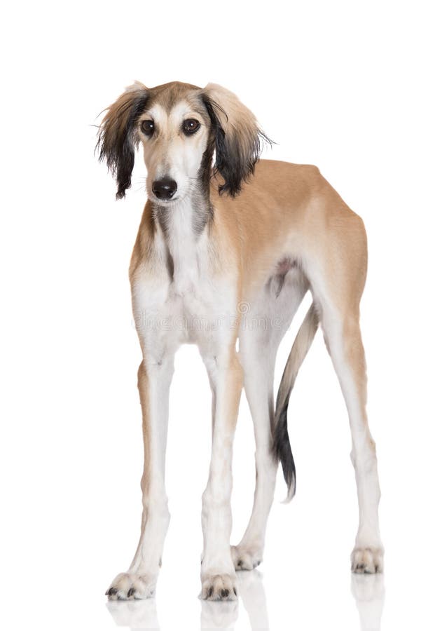 Perro Adorable Del Saluki Que Se Coloca En Blanco Imagen de archivo ...