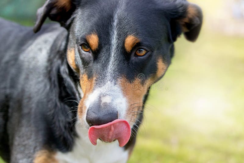 Perro Adorable Que Se Lame Los Labios Imagen de archivo - Imagen de ...