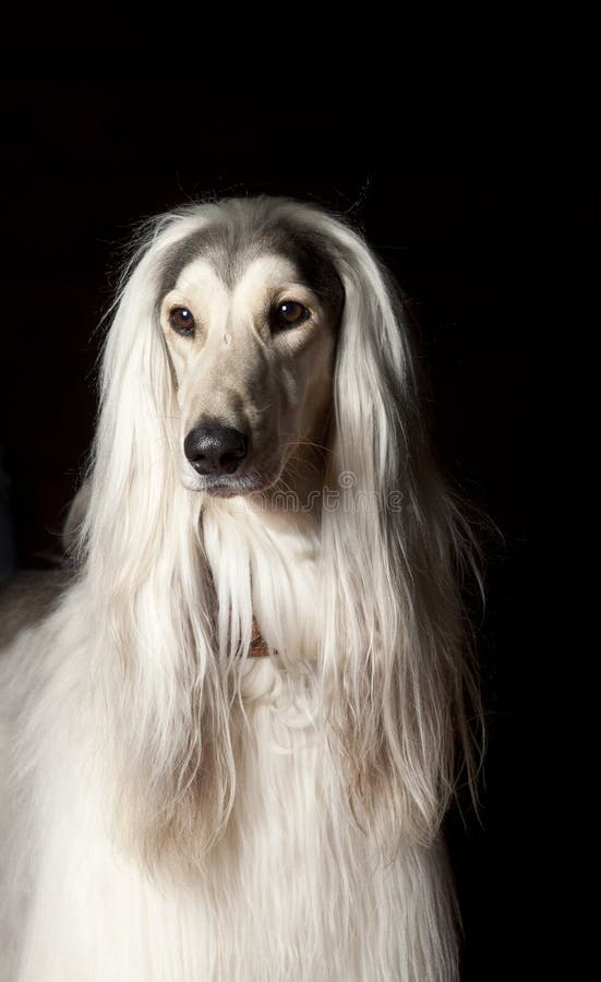 Perro afgano foto de archivo. Imagen de hierba, verde - 22979038