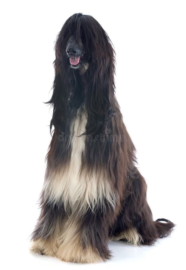 Perro afgano foto de archivo. Imagen de piel, galgo, afgano - 33094484