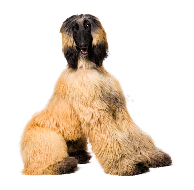 Perro afgano en blanco imagen de archivo. Imagen de blanco - 64843817