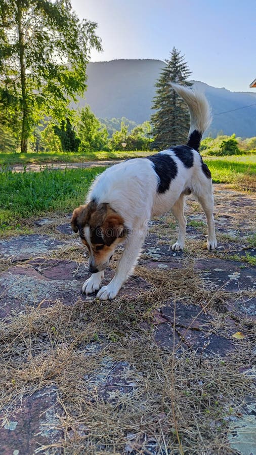 Perro Afortunado Llamado Bob Imagen de archivo - Imagen de sacudida ...