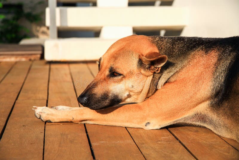Perro agachado foto de archivo. Imagen de prostrato, cansado - 32968420