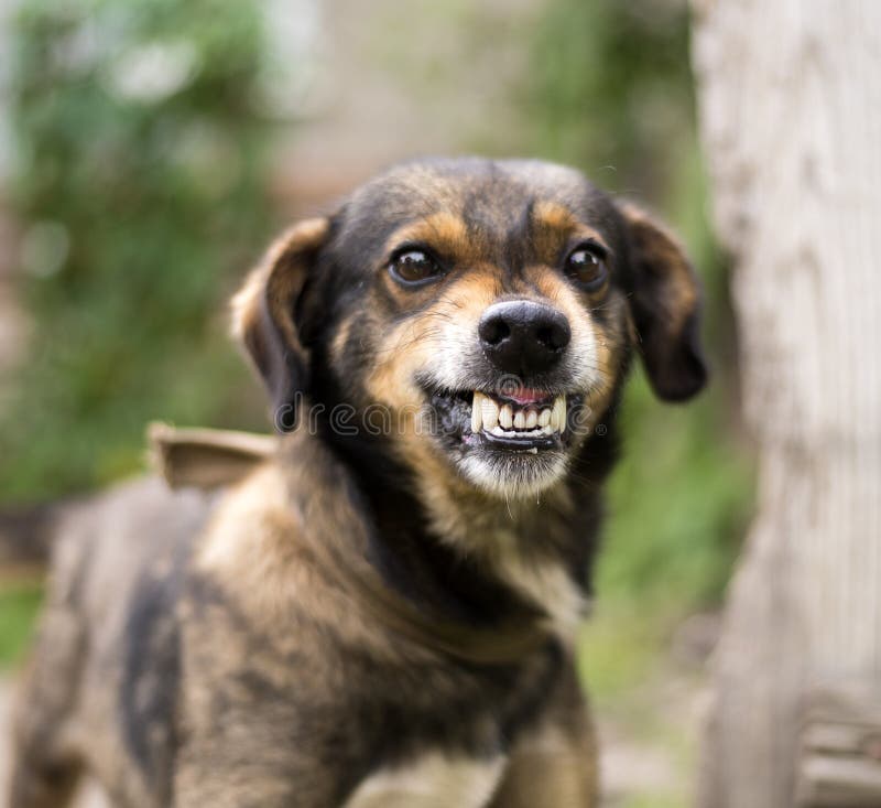 Perro enojado ilustración del vector. Ilustración de animal - 47067761