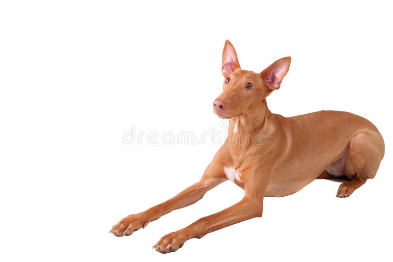 Retrato Del Perro Del Xoloitzcuintle, Fondo Blanco Foto de archivo ...