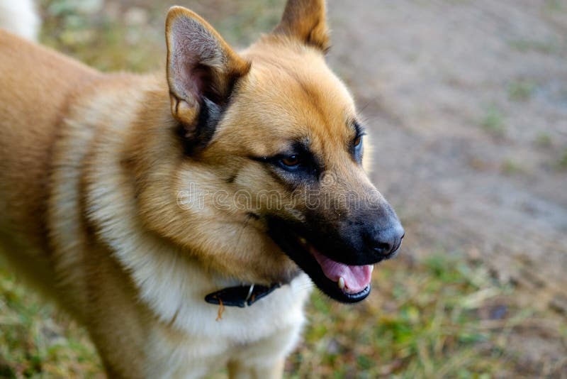 Perro amarillo imagen de archivo. Imagen de perro, amarillo - 102251189