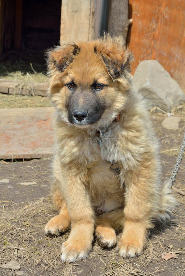 Perro amarillo 24 foto de archivo. Imagen de agobiante - 114967482