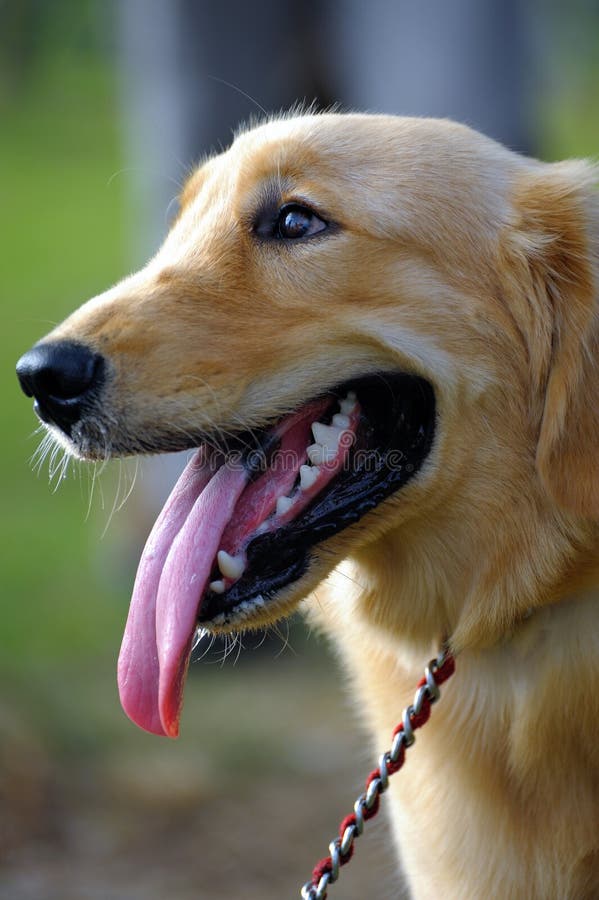 Perro amarillo foto de archivo. Imagen de apacible, perro - 15740788