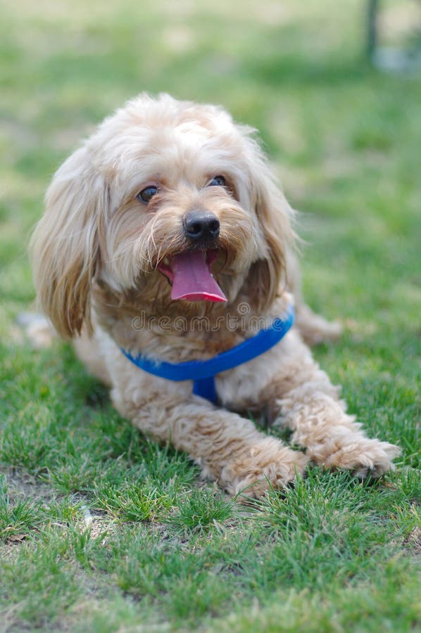 Perro amarillo imagen de archivo. Imagen de amigo, perro - 19913139