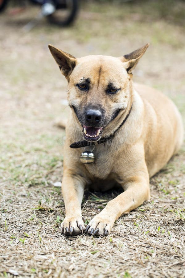 130,949 Perro De Perrito Amarillo Fotos de stock - Fotos libres de ...