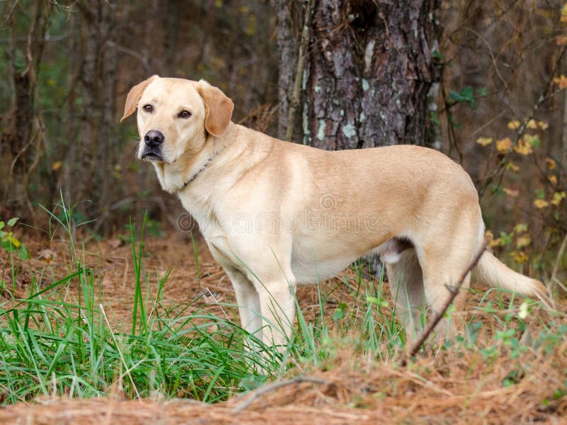 Perro Mezclado Husky Siberiano Amarillo De La Raza Del Labrador ...