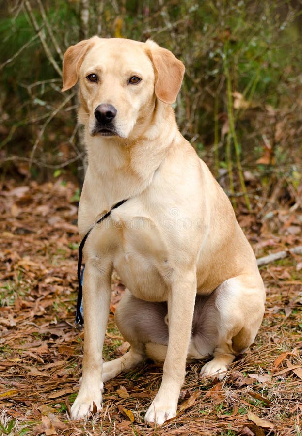 Perro Mezclado Labrador Retriever Amarillo De La Raza Imagen de archivo ...