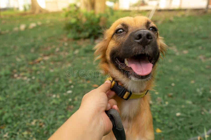 Perro Amarillo Mirando El Parque Foto de archivo - Imagen de canino ...