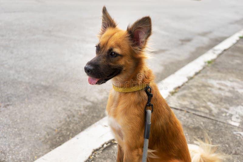 Perro Amarillo Mirando La Calle Foto de archivo - Imagen de amor, lindo ...