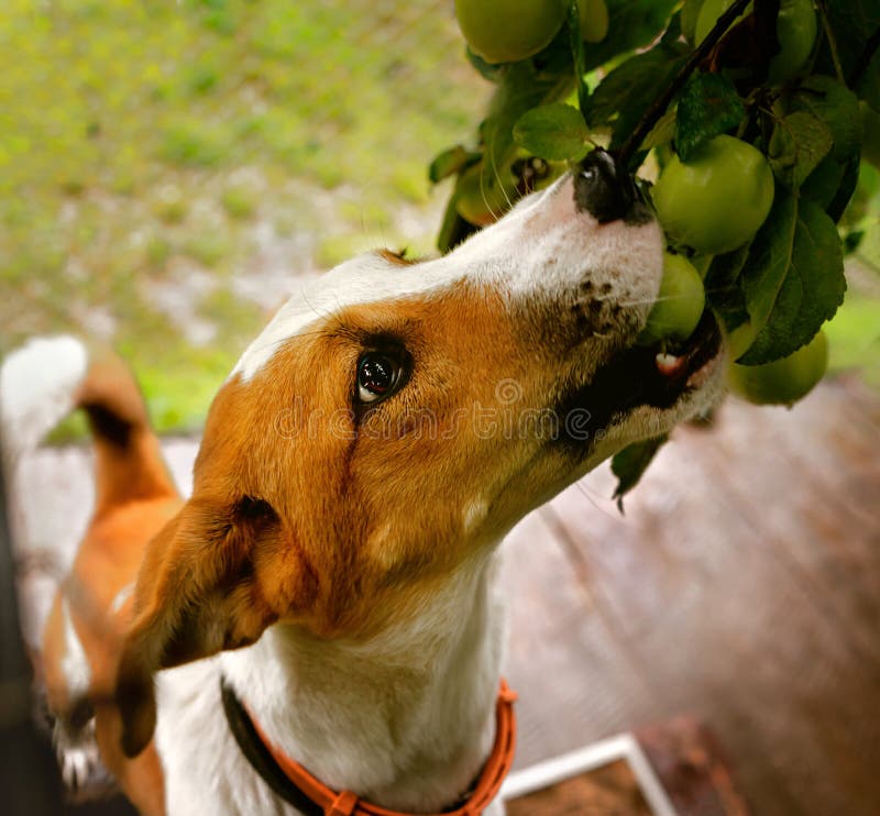 Perro amigable foto de archivo. Imagen de travieso, fondo - 257699534