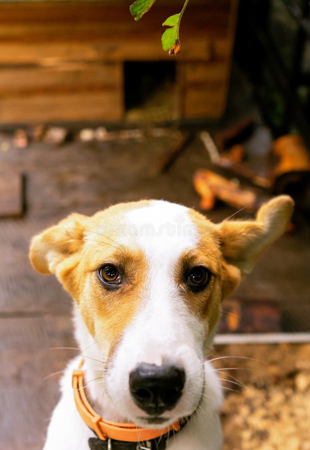 Perro amigable imagen de archivo. Imagen de feliz, casta - 257699667