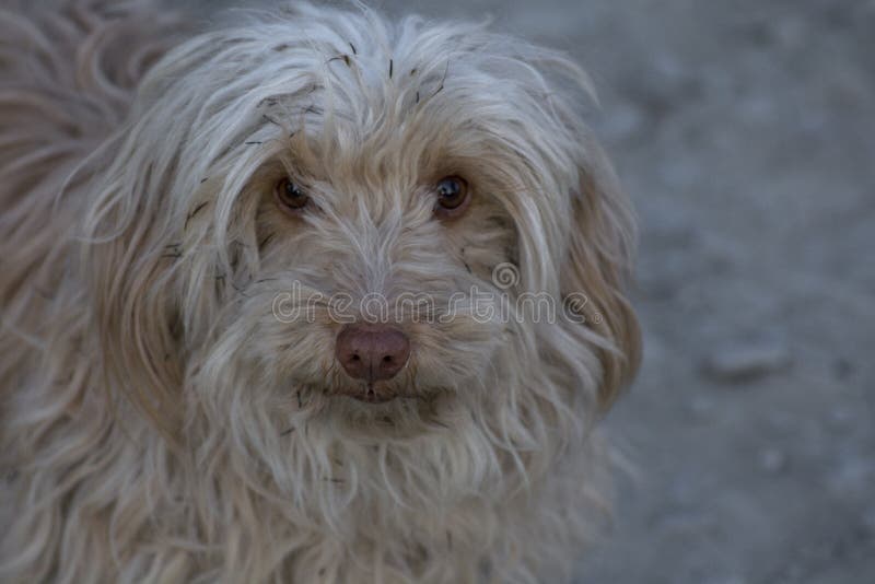 Perro animal india foto de archivo. Imagen de mascota - 216251068