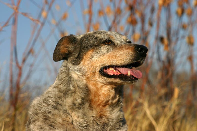 Perro Australiano Del Ganado Foto de archivo - Imagen de tarde ...