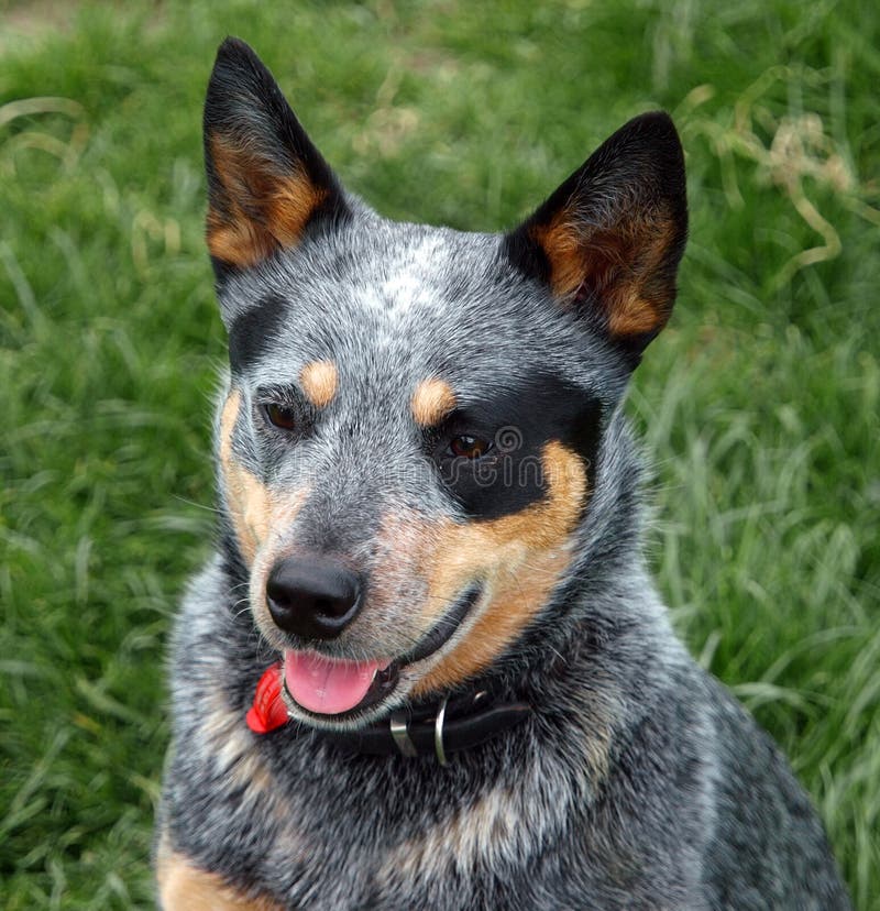 Perro Australiano Del Ganado Imagen de archivo - Imagen de perfil ...