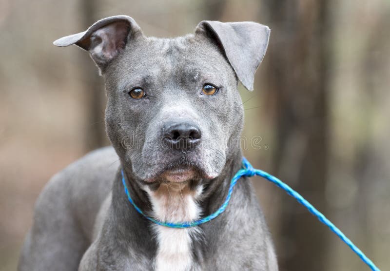 Perro Azul De Pit Bull Terrier Imagen de archivo - Imagen de toro, gris ...